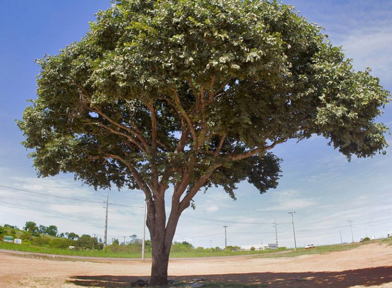 Nomes de árvores: 6 espécies que você deve conhecer Nomes de árvores: 6 espécies que você deve conhecer